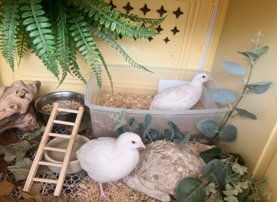 Bobwhite Quail is a Powerful Ball – myquailcare.com