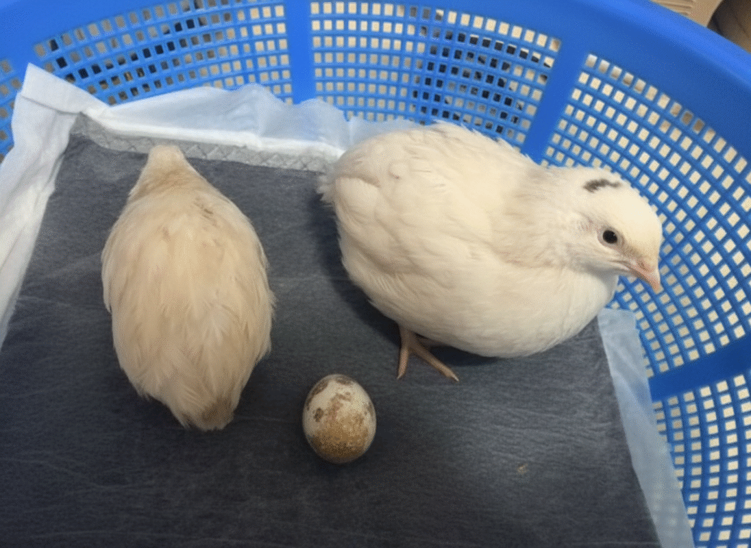 Bobwhite Quail is a Powerful Ball – myquailcare.com