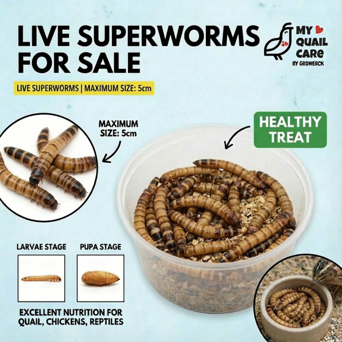 Mealworm Bin and Superworm Bin | Self-Sustaining Feeder Farm for Quails ...